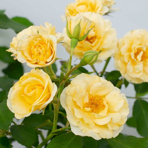 Rosa X Meidevi Buttercream Drift Rose | SiteOne