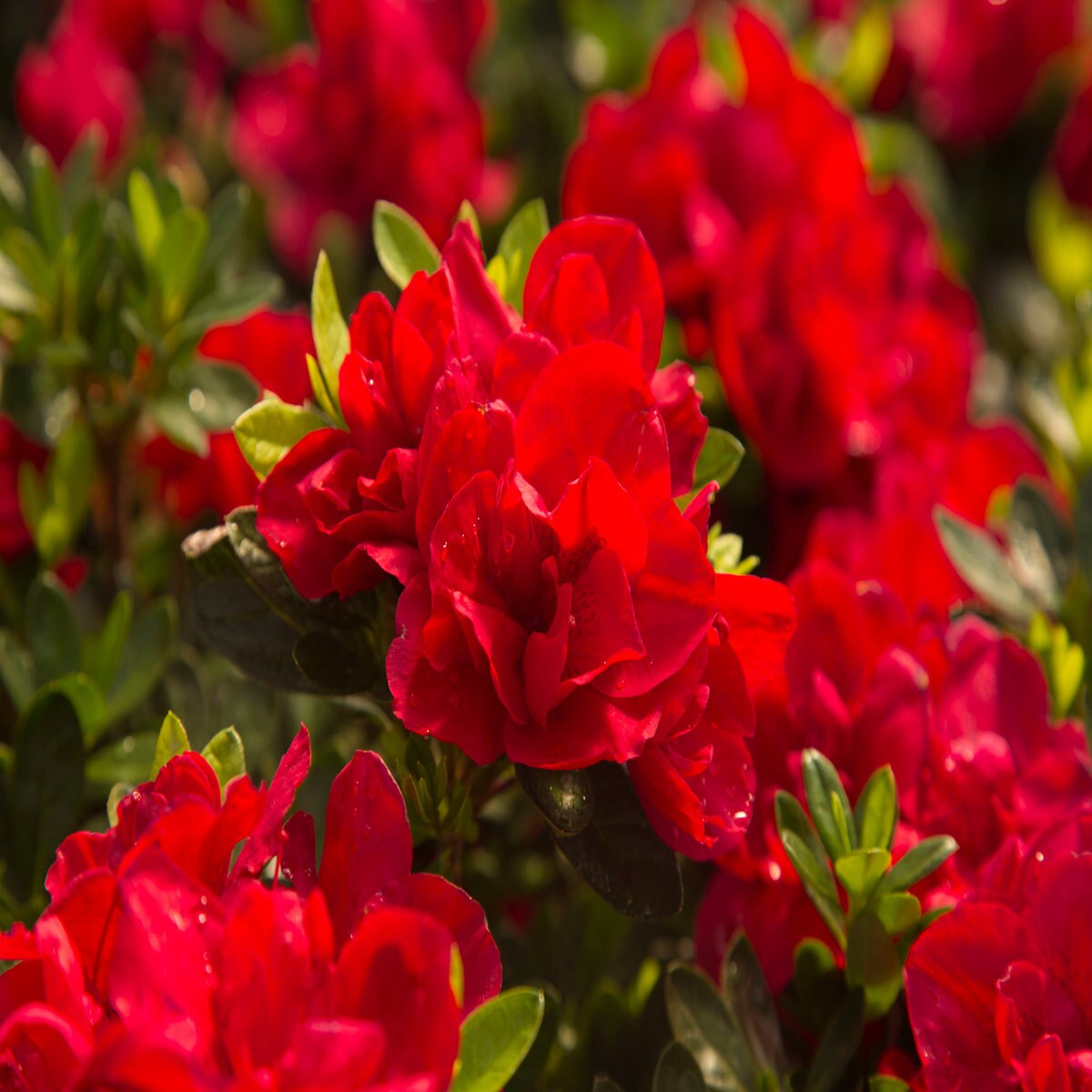 Rhododendron X Robleza Autumn Bonfire Encore Azalea | SiteOne