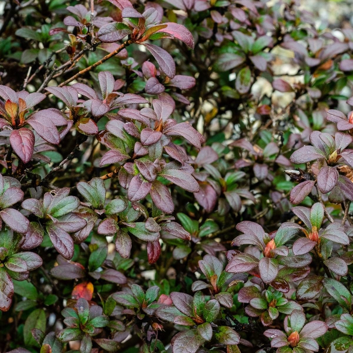 Rhododendron X Roblea Autumn Princess Encore Azalea | SiteOne