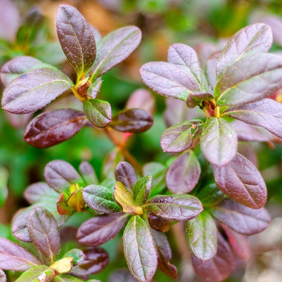 Rhododendron X Roblea Autumn Princess Encore Azalea | SiteOne