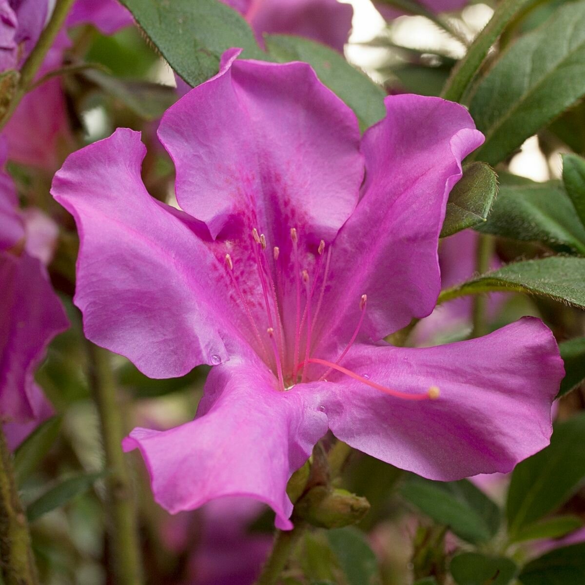 Rhododendron X Autumn Royalty Encore Azalea | SiteOne
