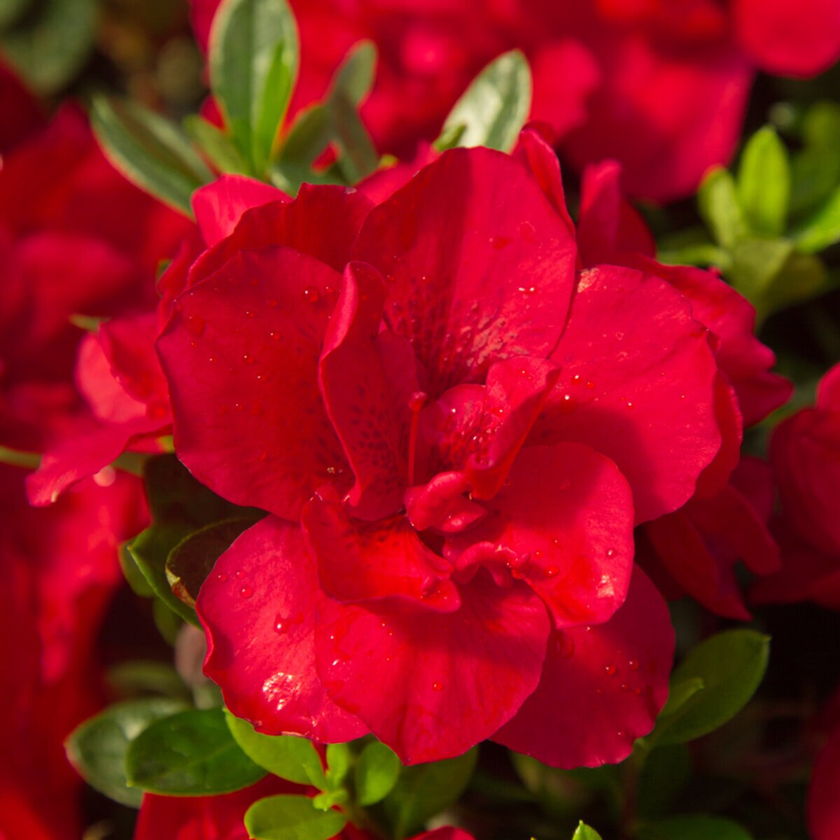 Rhododendron X Robleza Autumn Bonfire Encore Azalea | SiteOne