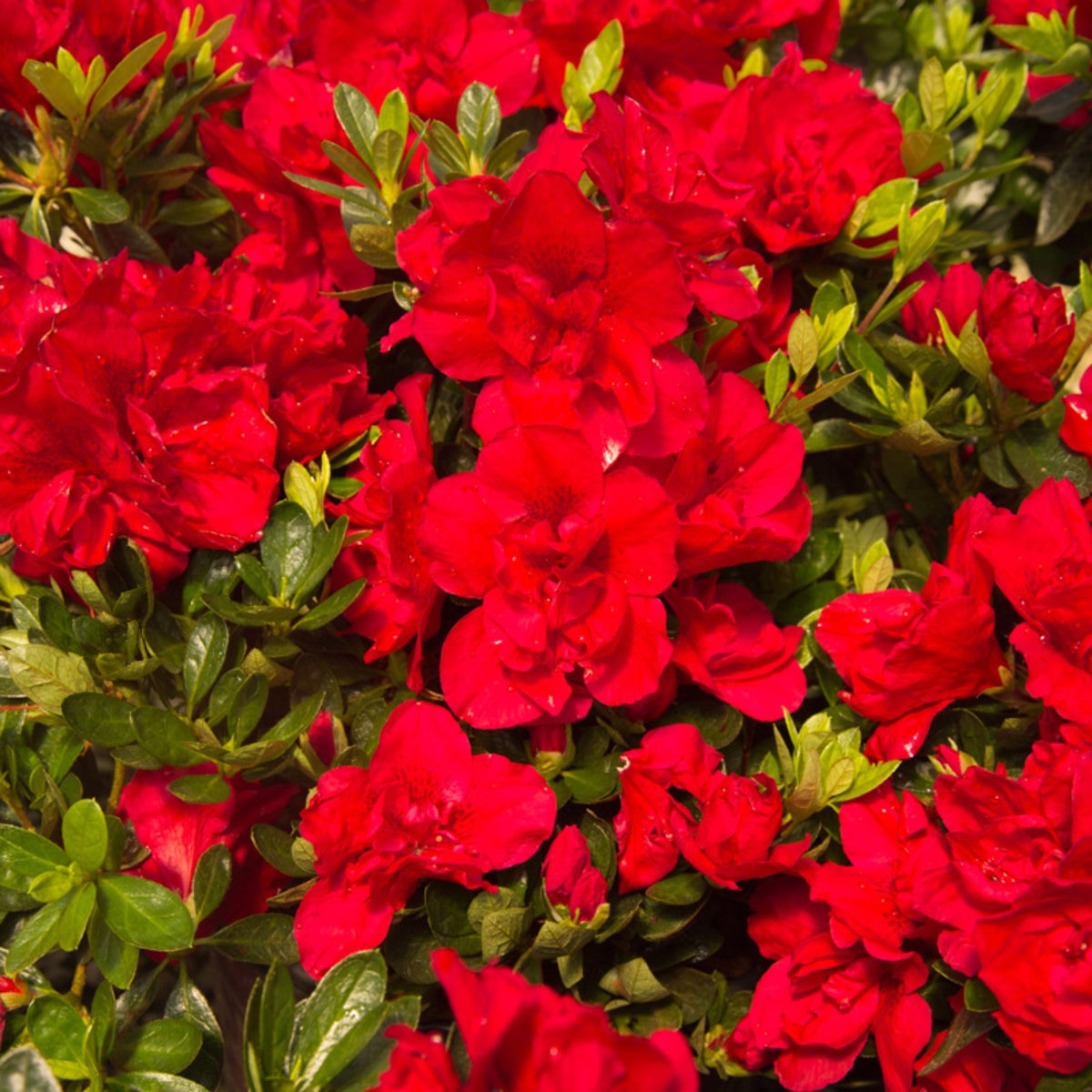 Rhododendron X Robleza Autumn Bonfire Encore Azalea | SiteOne