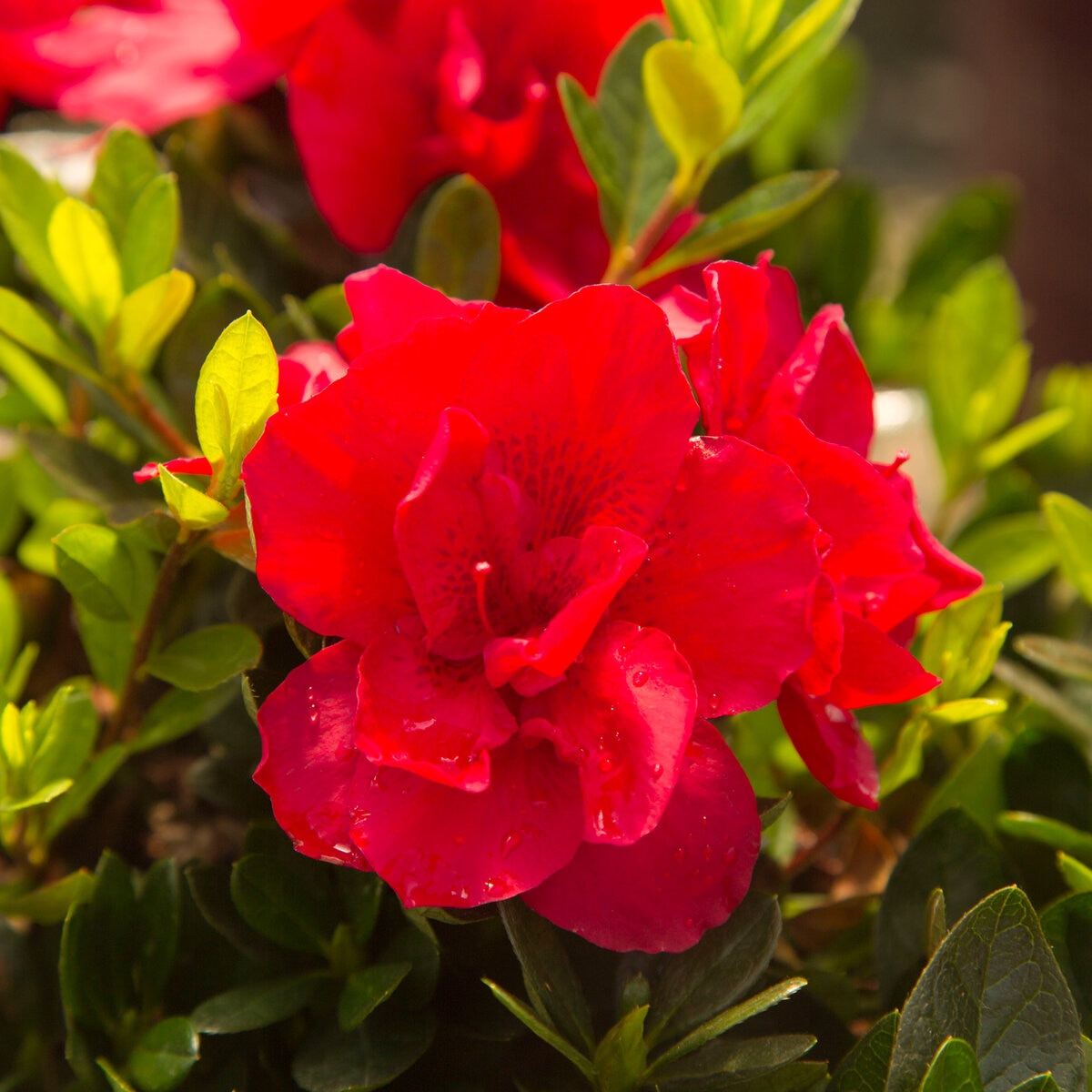 Rhododendron X Robleza Autumn Bonfire Encore Azalea | SiteOne