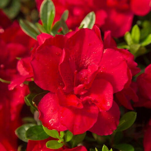 Rhododendron X Robleza Autumn Bonfire Encore Azalea | SiteOne