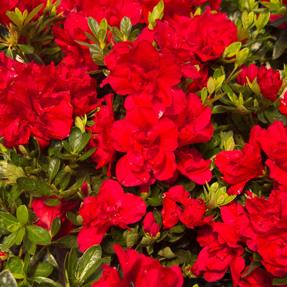 Rhododendron X Robleza Autumn Bonfire Encore Azalea | SiteOne