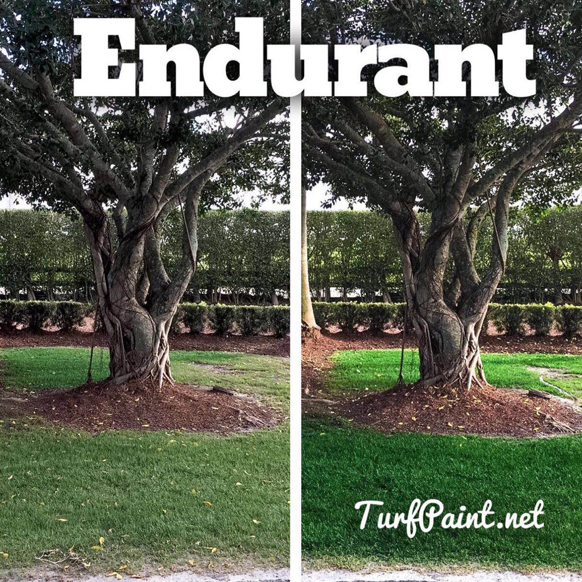 Endurant P+ (Premium) Turf Liquid Colorant 5 gal. | SiteOne