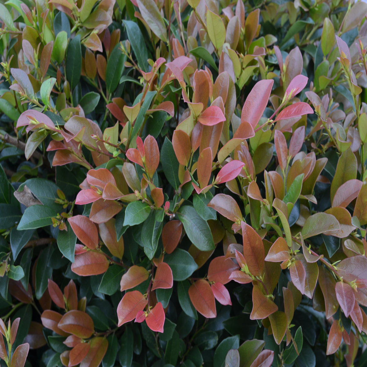 Distylium X Linebacker Distylium | SiteOne