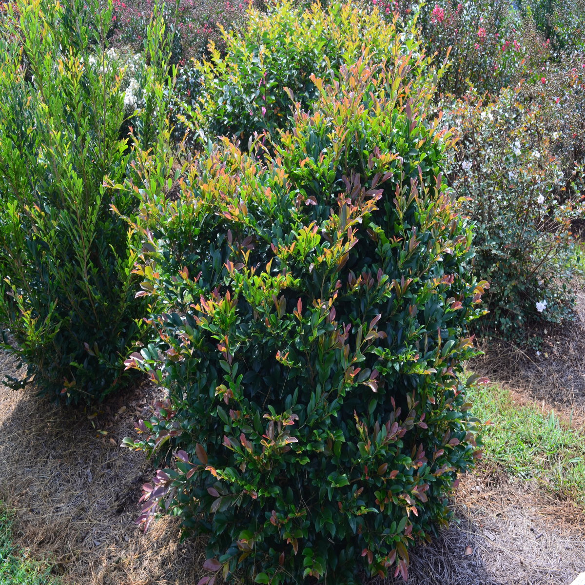 Distylium X Linebacker Distylium | SiteOne