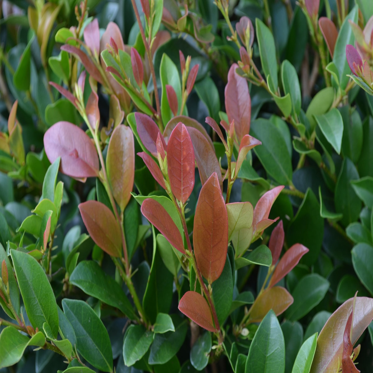 Distylium X Linebacker Distylium | SiteOne