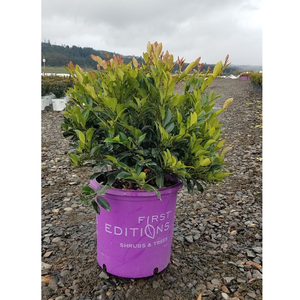 Distylium X Linebacker Distylium | SiteOne