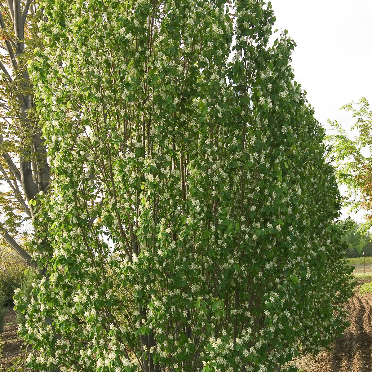 Amelanchier Alnifolia Obelisk Standing Ovation Serviceb | SiteOne