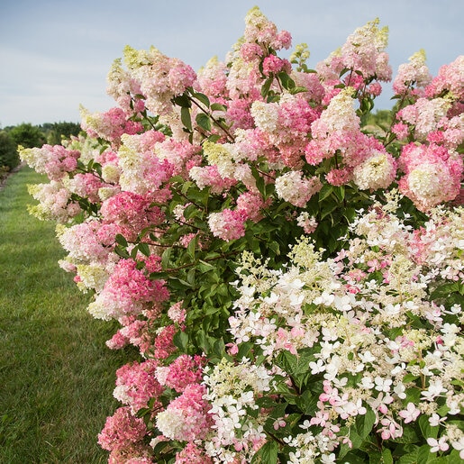 Hydrangea Paniculata Berry White Panicle Hydrangea | SiteOne