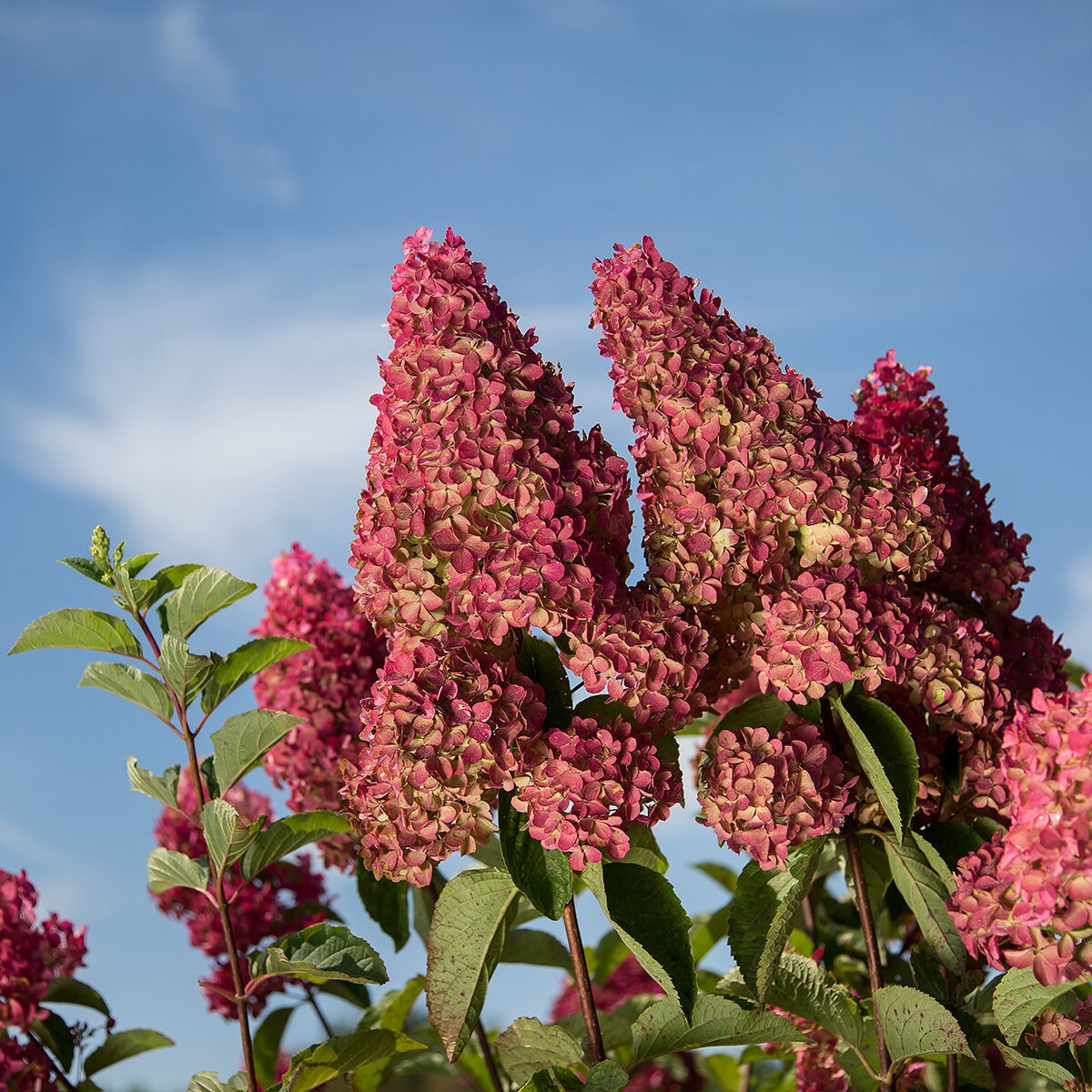 Hydrangea Paniculata Berry White Panicle Hydrangea | SiteOne