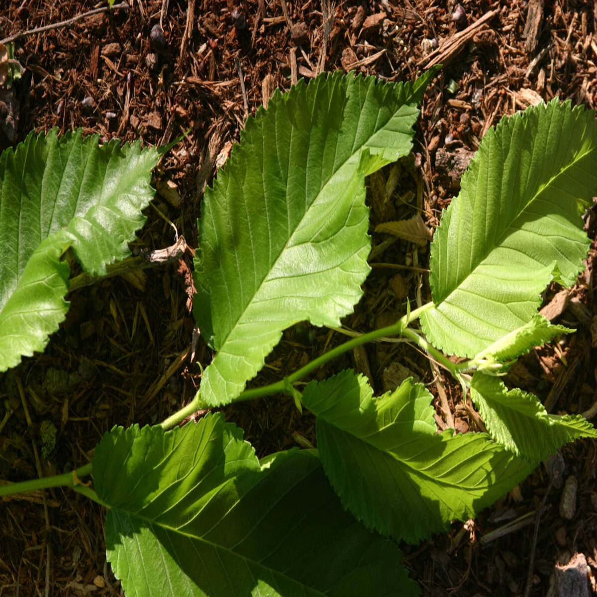Ulmus X Cathedral Elm | SiteOne