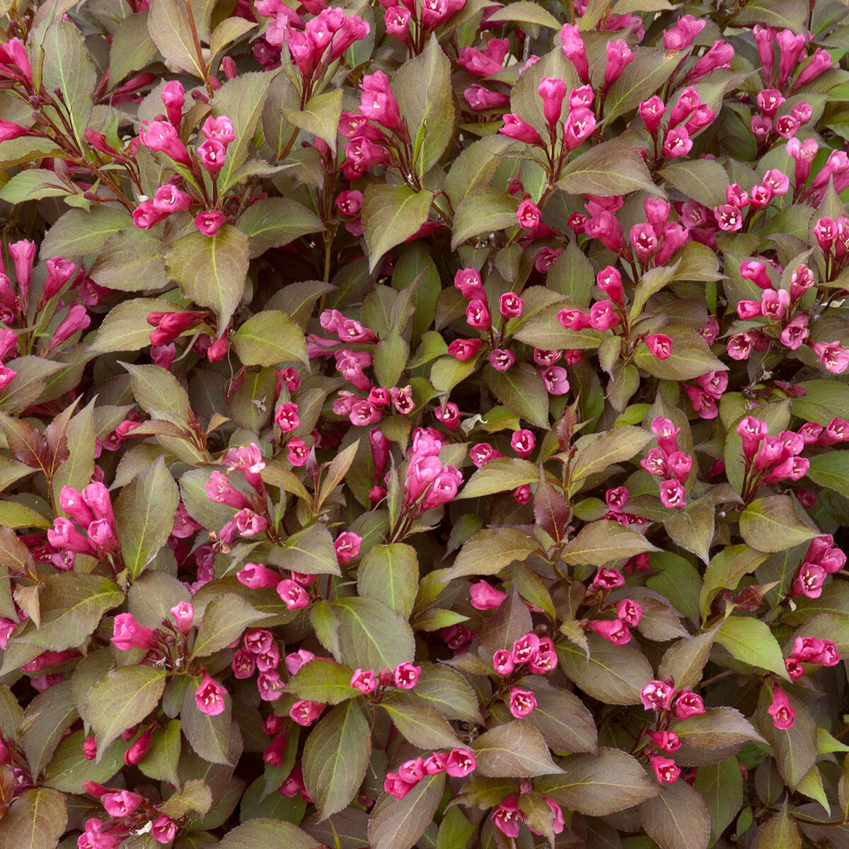 Weigela Florida Shining Sensation Weigela | SiteOne
