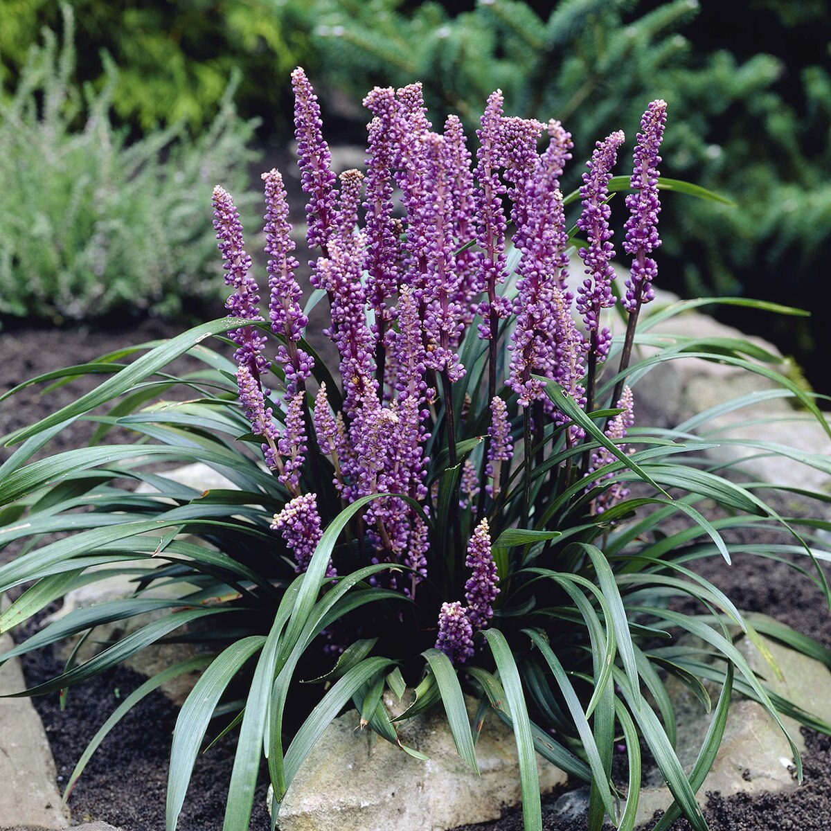 Liriope Muscari Purple Explosion Garden Debut Lilyturf | SiteOne