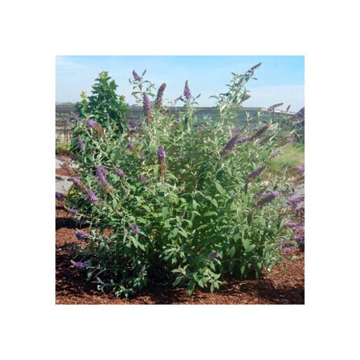 Buddleia X Asian Moon Seedless Butterfly Bush | SiteOne