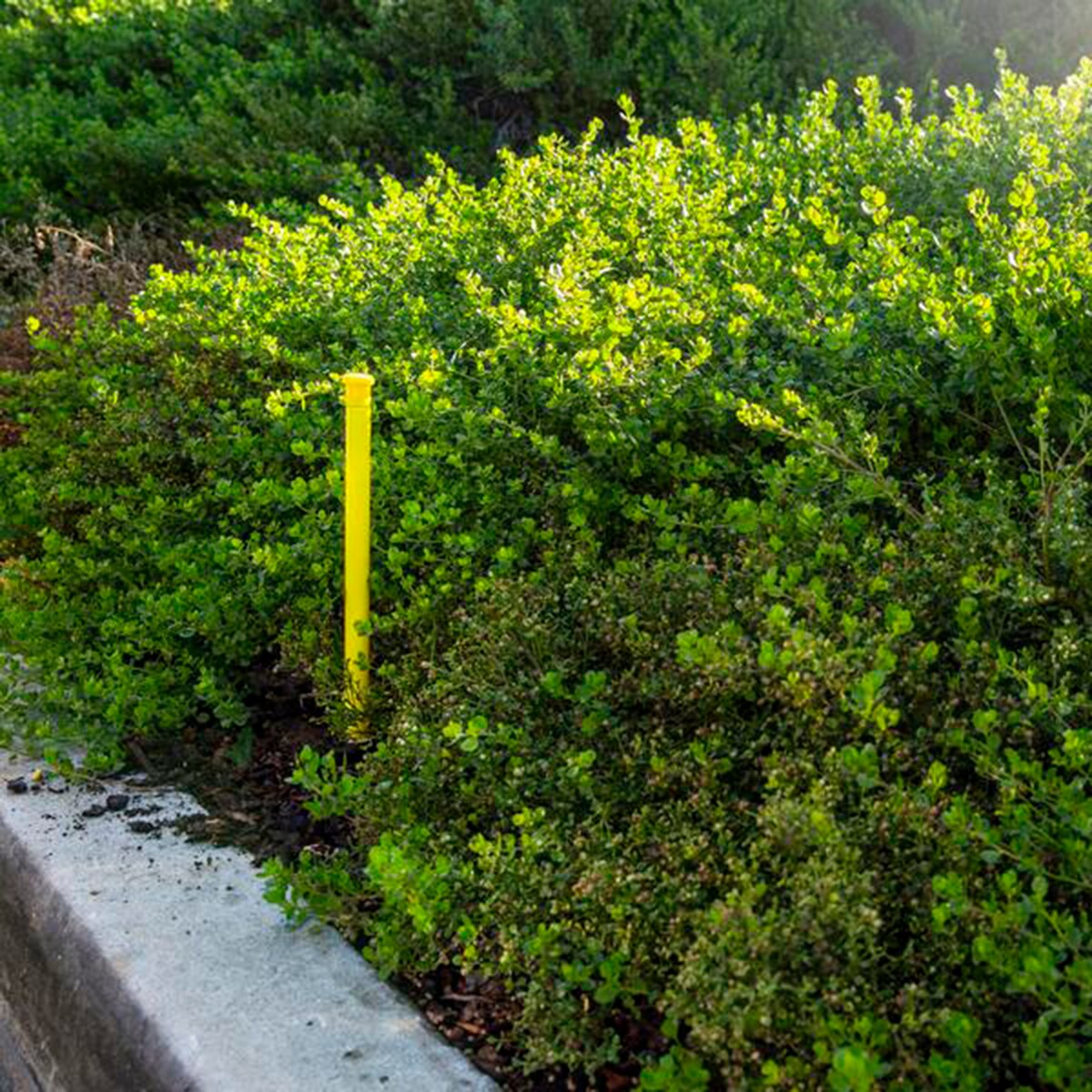 Hunter Eco-Indicator 12 in. | SiteOne