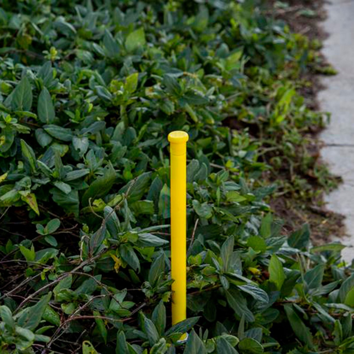 Hunter Eco-Indicator 12 in. | SiteOne