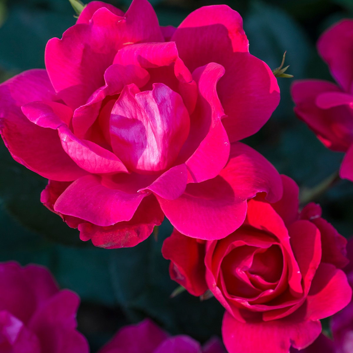 Rosa X Red Knock Out Shrub Rose | SiteOne