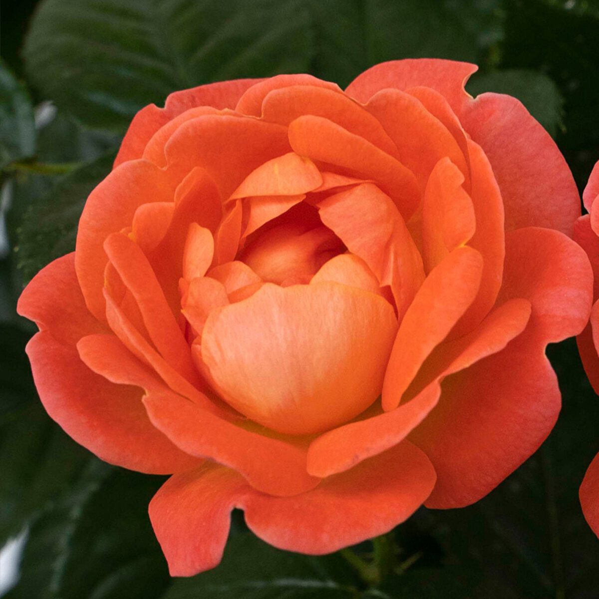Rosa X 'Orange Glow' Knock Out Shrub Rose | SiteOne