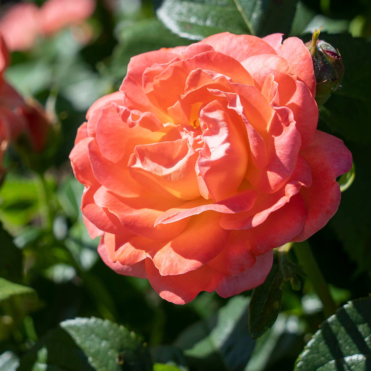 Rosa X 'Orange Glow' Knock Out Shrub Rose | SiteOne