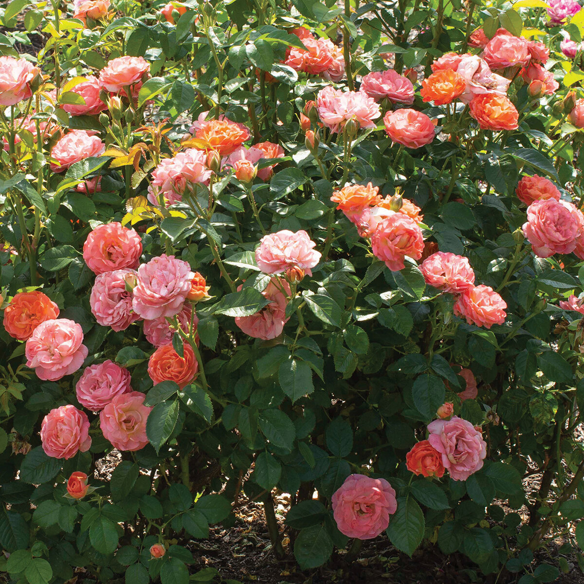Rosa X 'Orange Glow' Knock Out Shrub Rose | SiteOne
