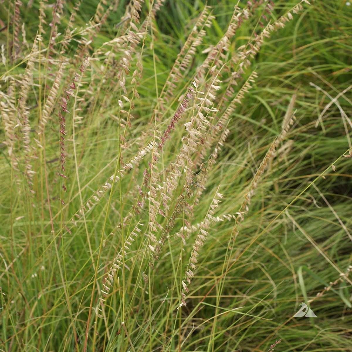 LESCO Shortgrass Native Grass Seed Mix Bulk | SiteOne