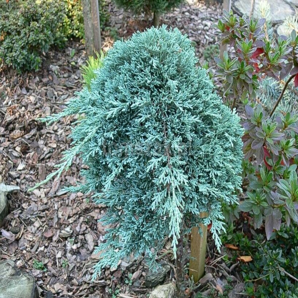 Juniperus Horizontalis Icee Blue Creeping Juniper | SiteOne