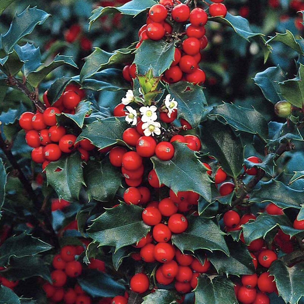 Ilex X Meserveae Berri-Magic Royalty Blue Holly Combina | SiteOne