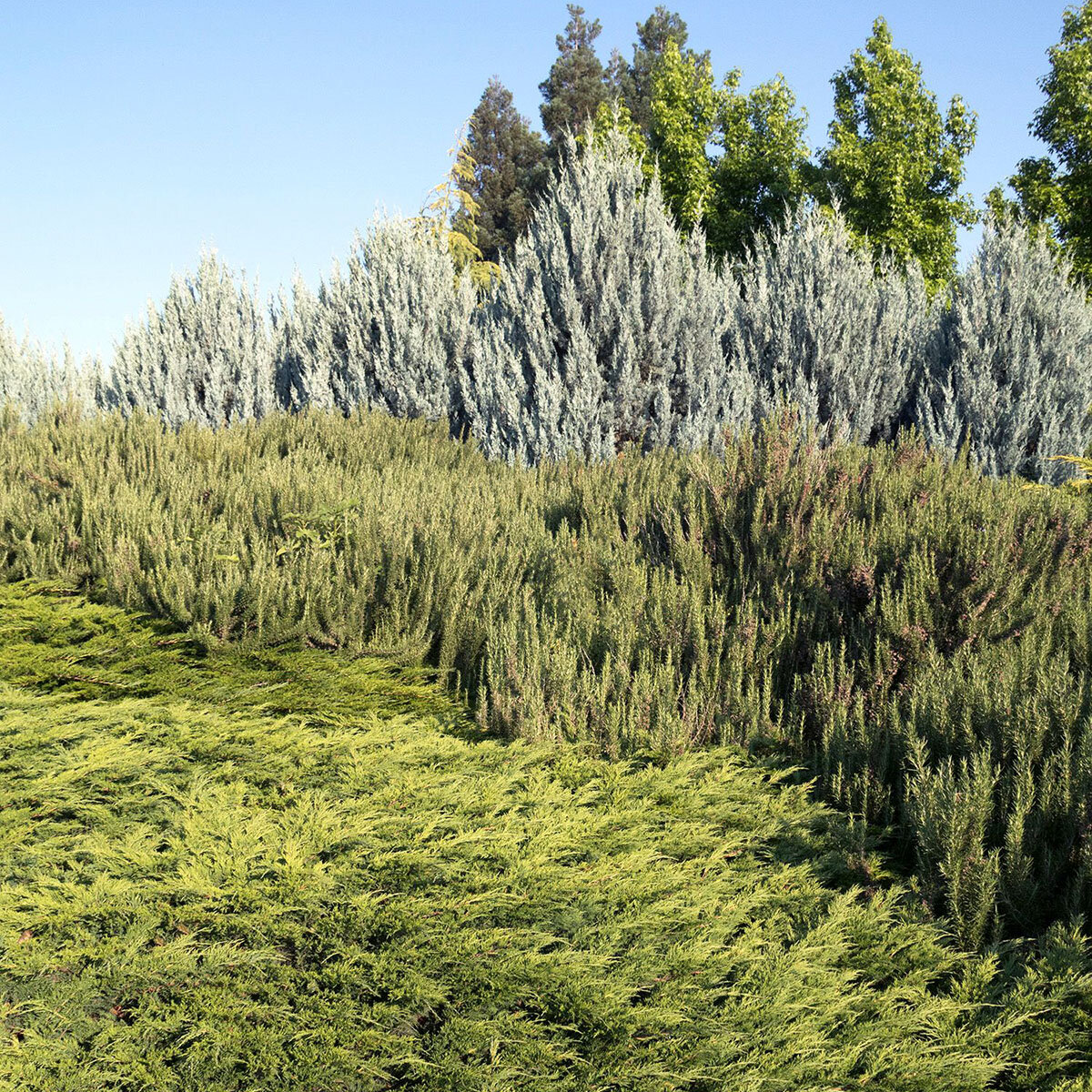 Juniperus Sabina Calgary Carpet Savin Juniper | SiteOne