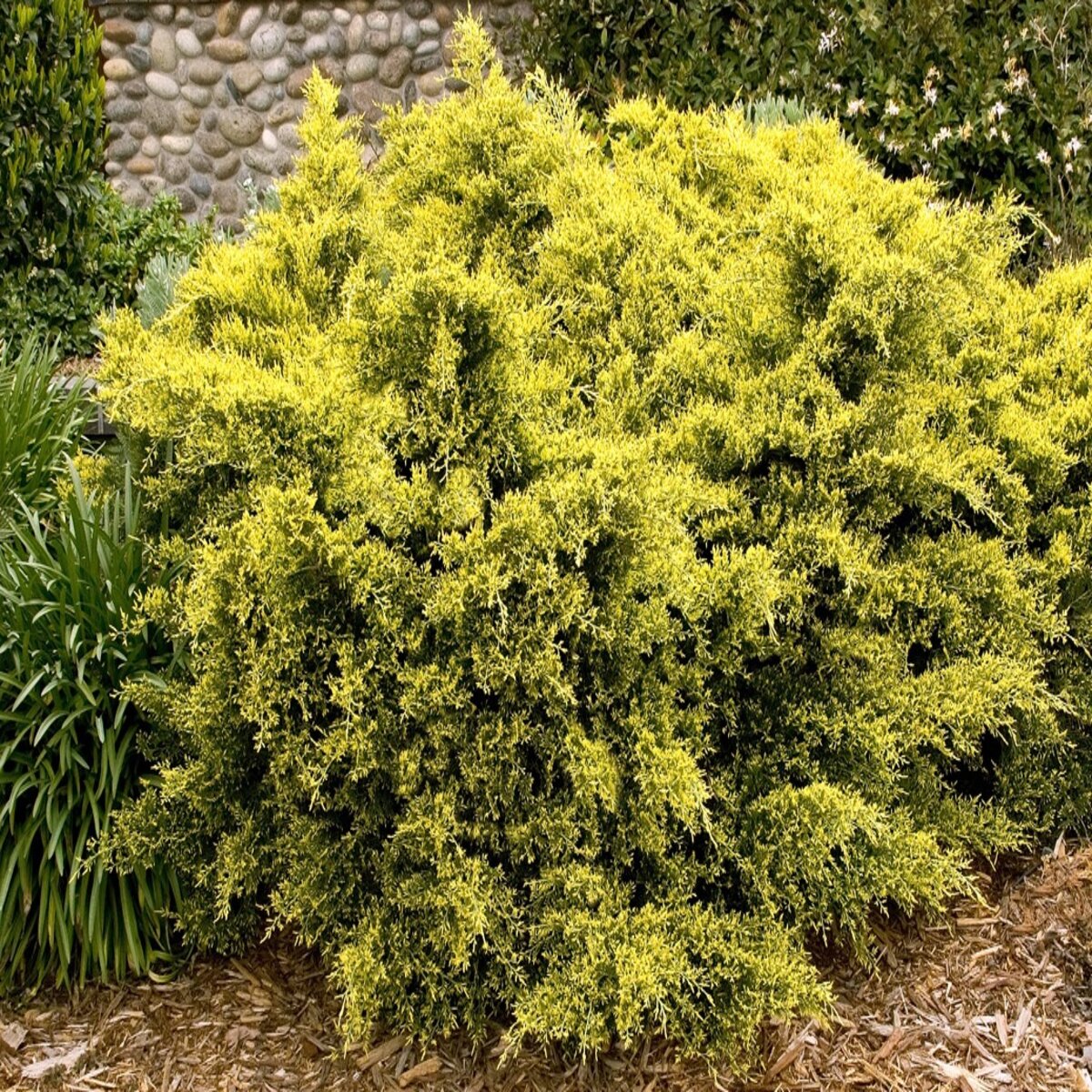 Juniperus X Pfitzeriana Sea of Gold Juniper | SiteOne