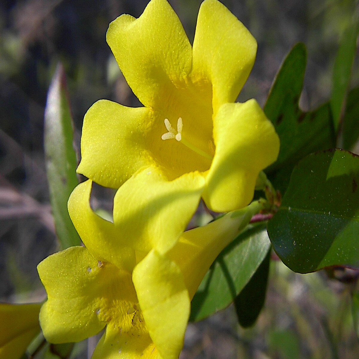 Gelsemium Sempervirens & Rankinii Double Shot Jessamine | SiteOne