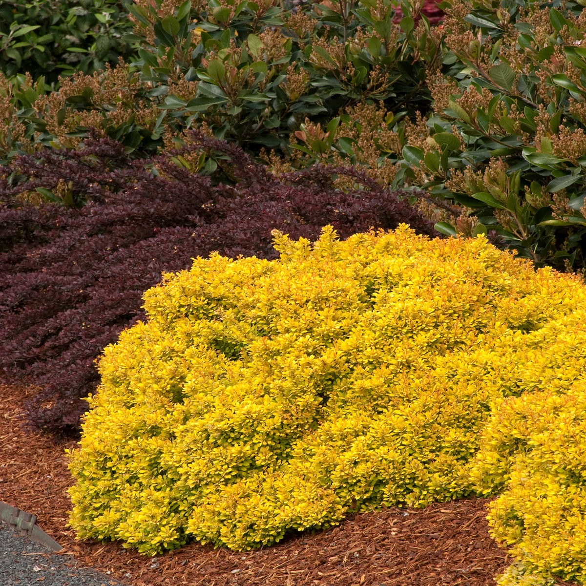 Berberis Thunbergii Golden Nugget Japanese Barberry | SiteOne