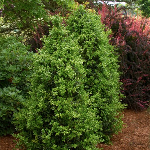 Buxus Sempervirens Green Tower American Boxwood | SiteOne