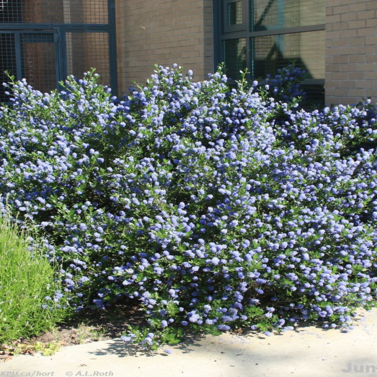 Ceanothus Thyrsiflorus Victoria California Lilac | SiteOne