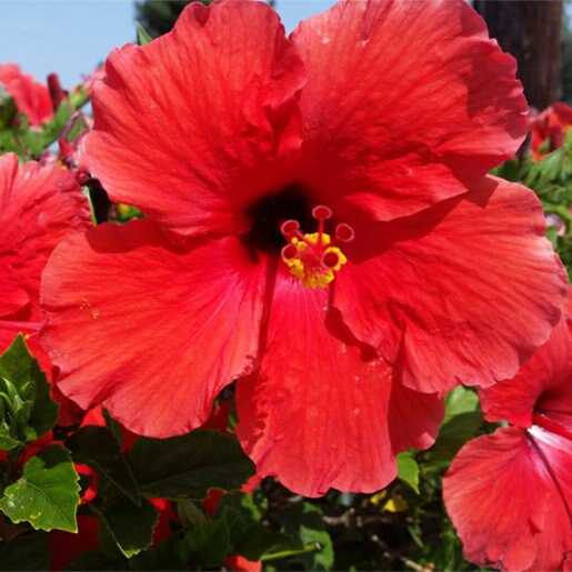 Hibiscus Rosa-Sinensis Brilliant Tropical Hibiscus | SiteOne