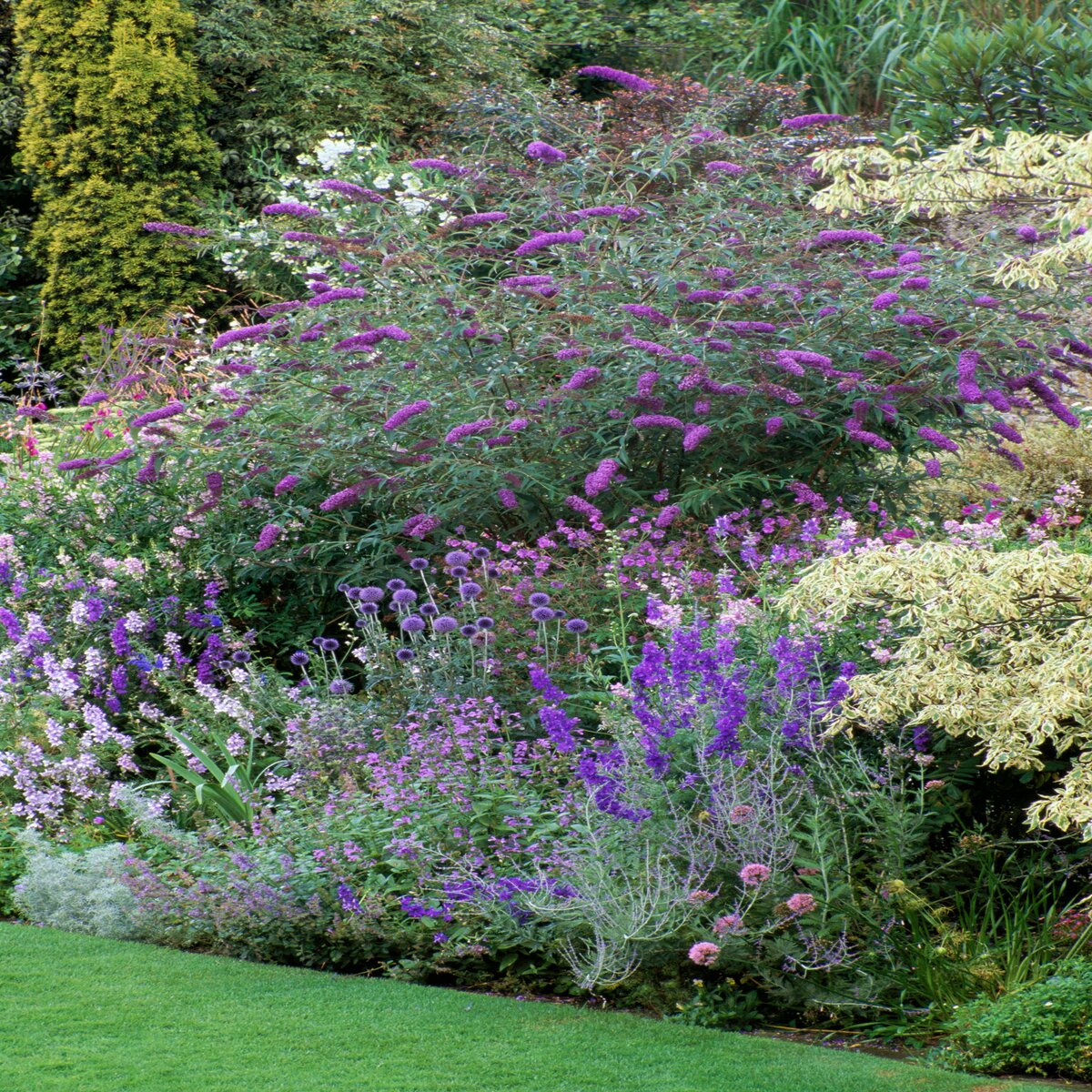 Buddleia Davidii subsp. Nanhoensis Petite Indigo Butter | SiteOne
