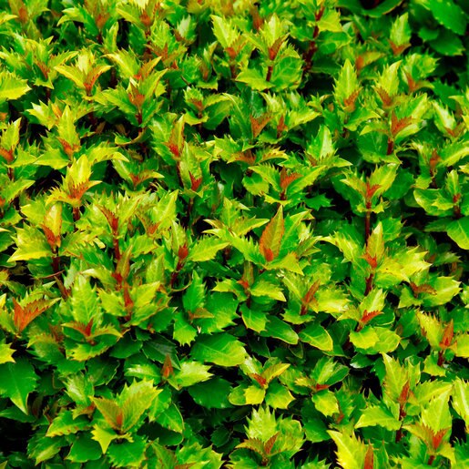 Ilex X Meserveae Little Rascal Holly | SiteOne