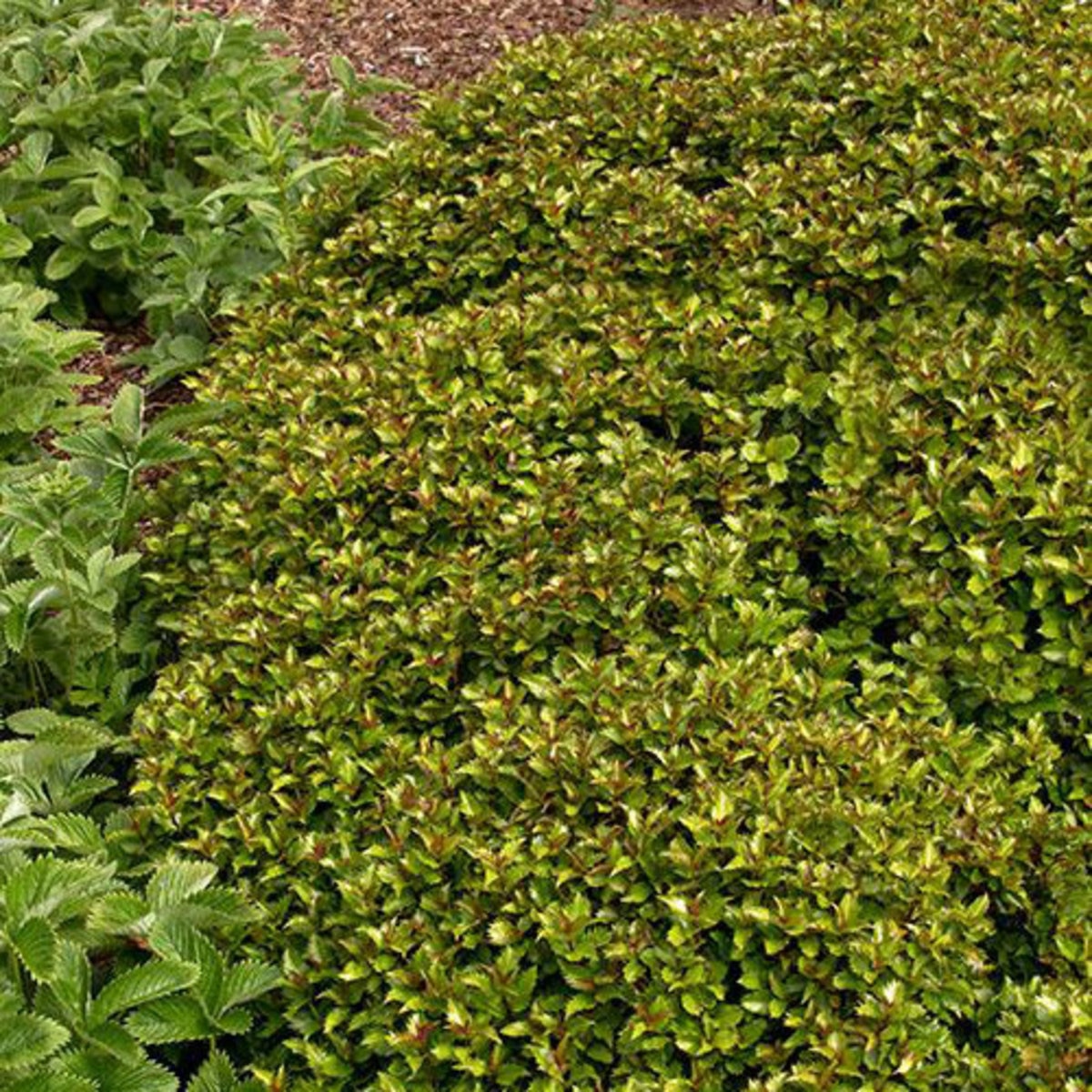 Ilex X Meserveae Little Rascal Holly | SiteOne