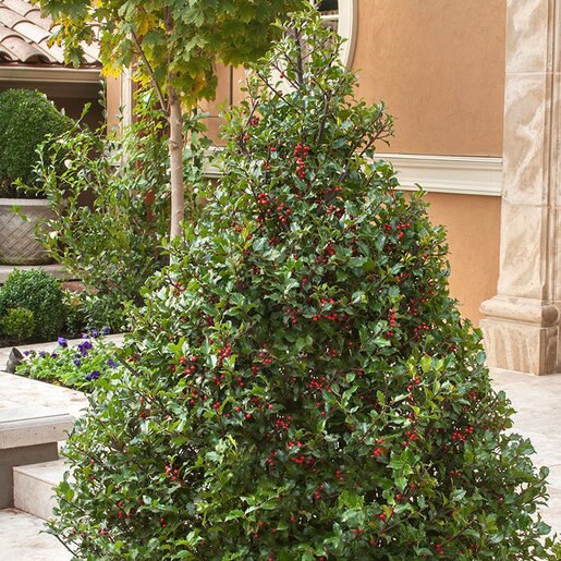 Ilex X Meserveae Berri-Magic Kids Blue Holly Combinatio | SiteOne