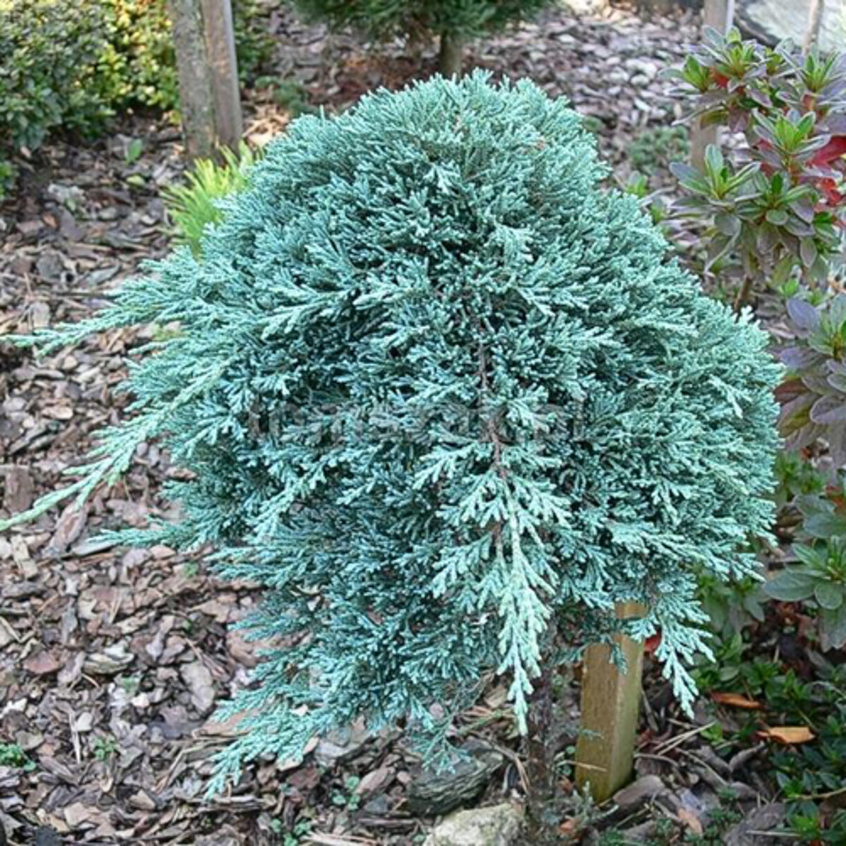 Juniperus Horizontalis Icee Blue Creeping Juniper | SiteOne
