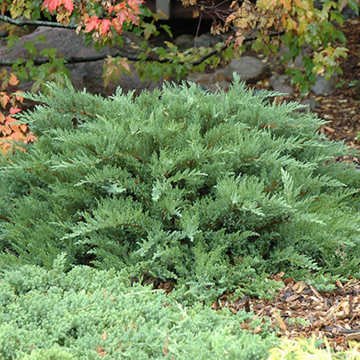 Juniperus Sabina Moor-Dense Savin Juniper | SiteOne