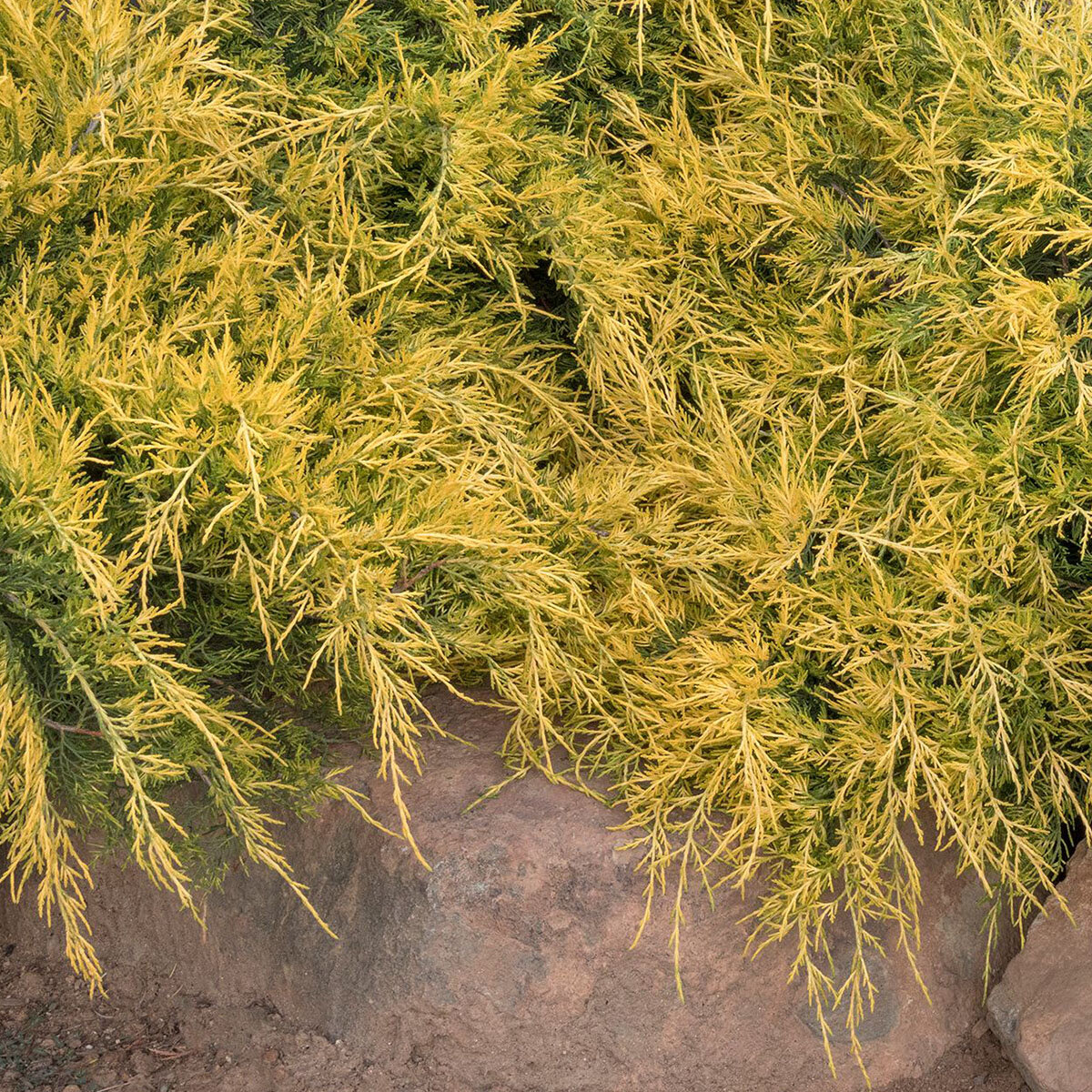 Juniperus X Pfitzeriana Sea of Gold Juniper | SiteOne