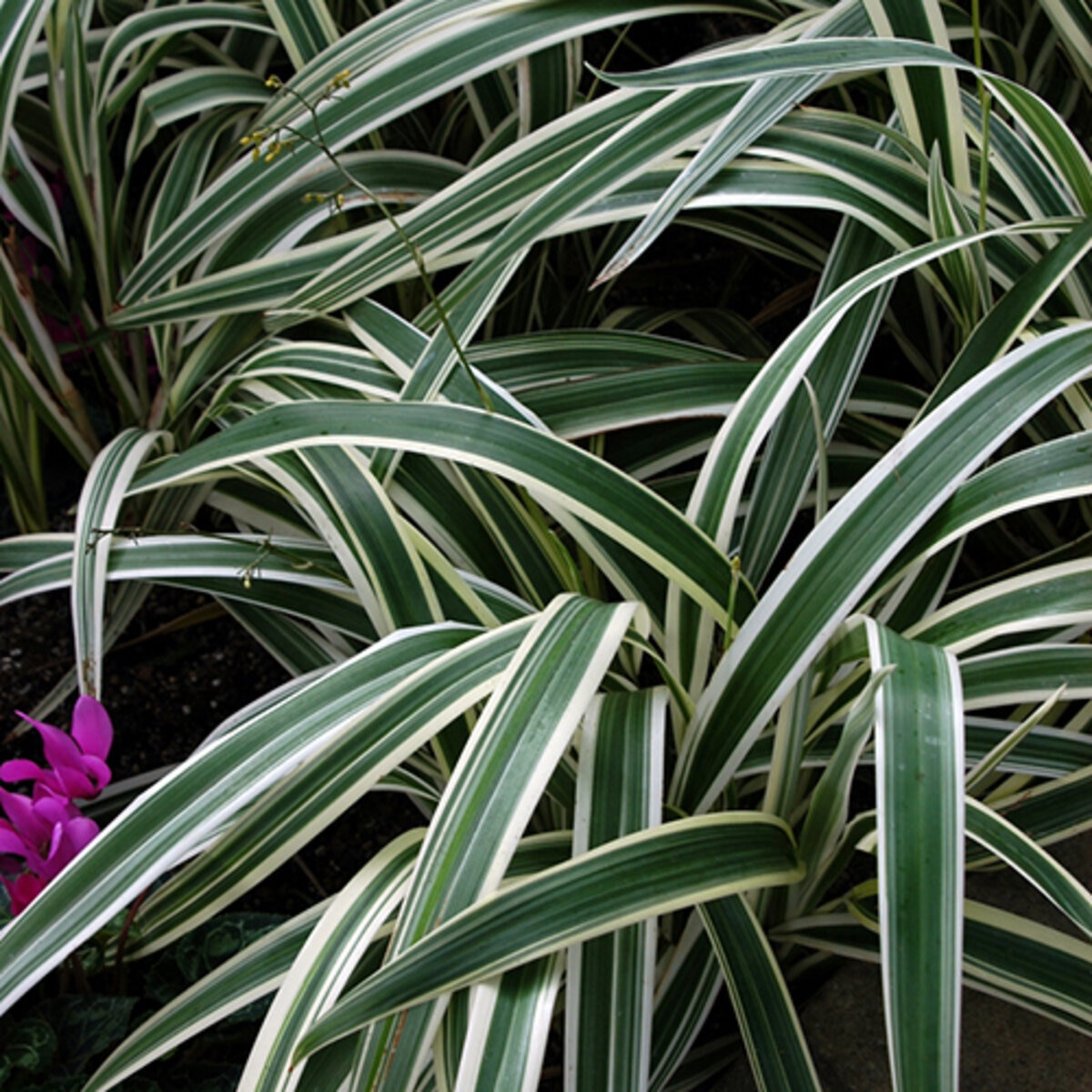 Dianella Tasmanica Variegata Flax Lily | SiteOne