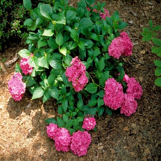 Hydrangea Macrophylla Pink Elf Big Leaf Hydrangea | SiteOne
