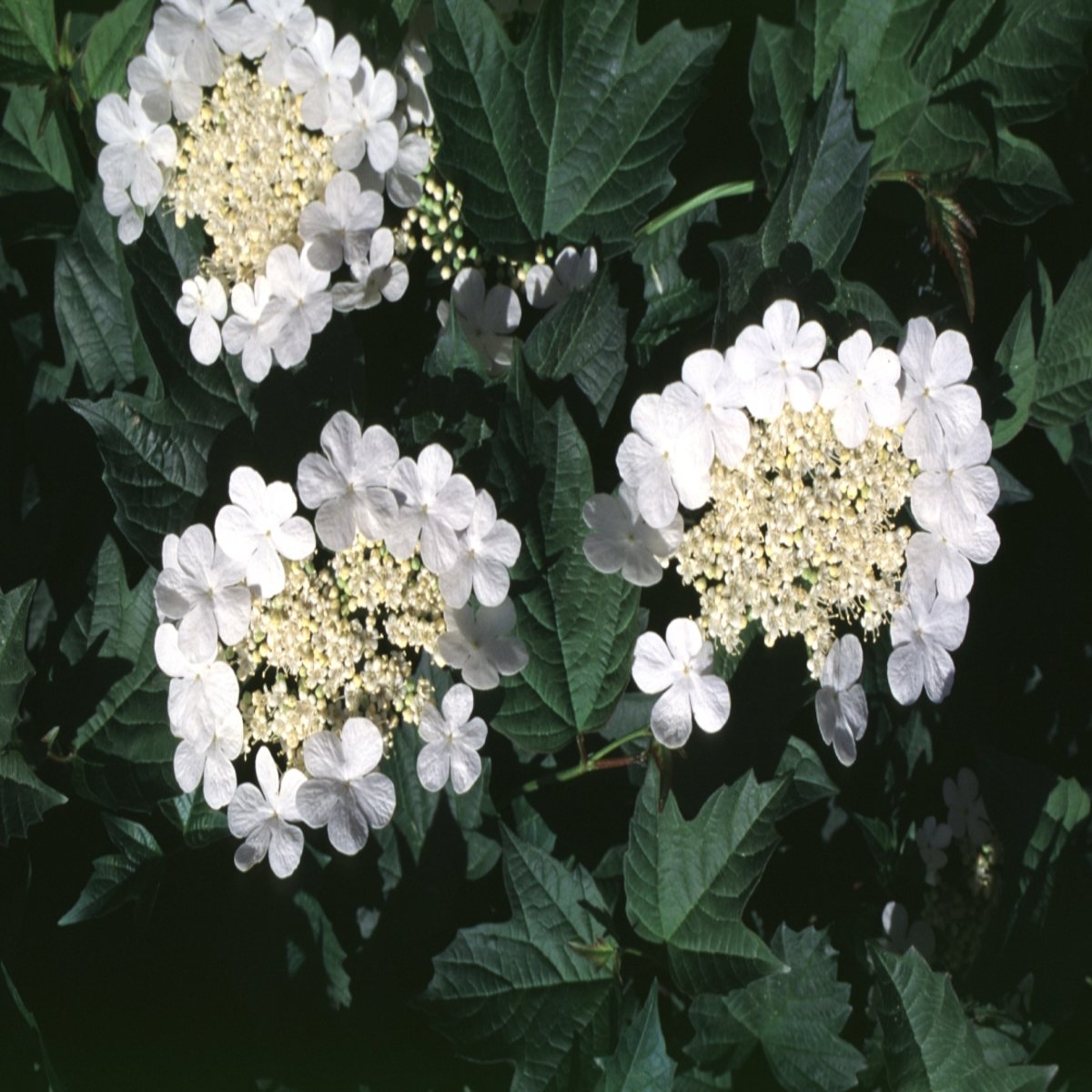 Viburnum Opulus Nanum Europeon Cranberrybush | SiteOne