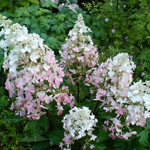 Hydrangea Paniculata Angel's Blush Panicle Hydrangea | SiteOne