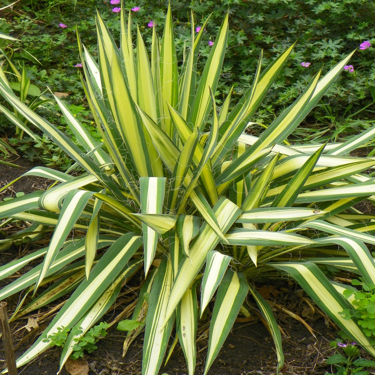 Yucca Filamentosa Ivory Tower Adams Needle | SiteOne